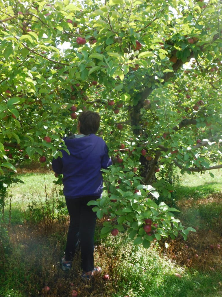 Apples, Apples, Apples: Fun Tips to Sneak Learning into a Trip to the ...