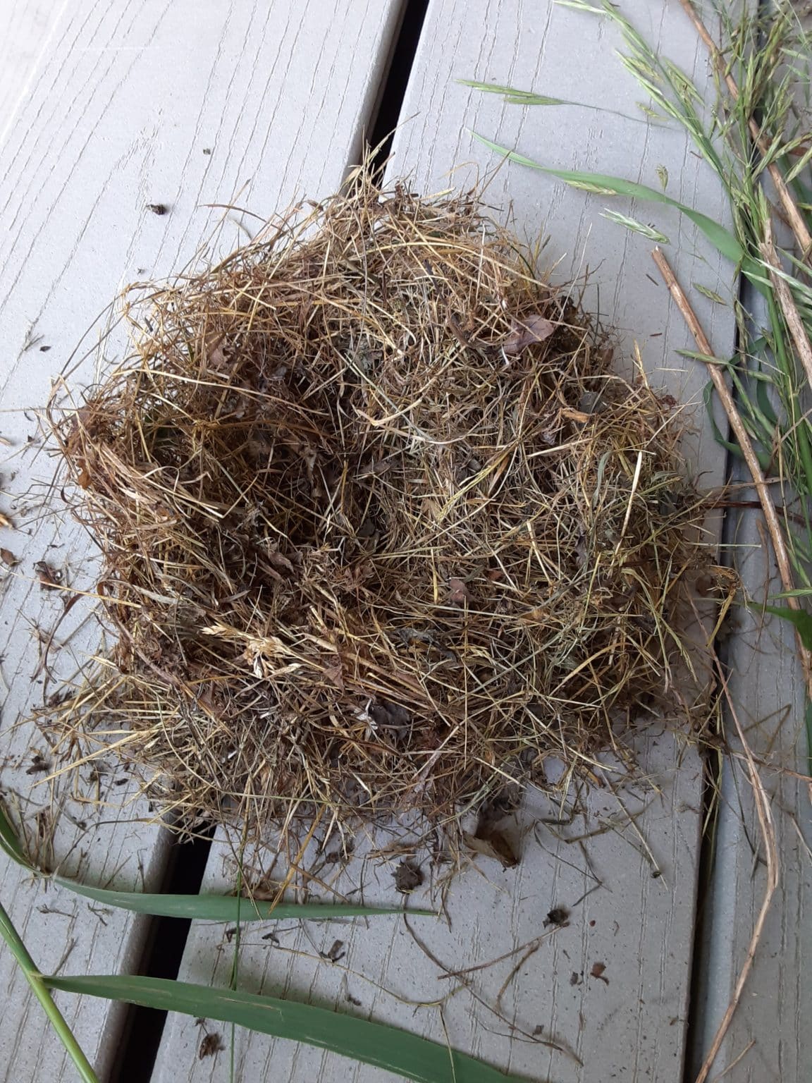 STEM Challenge for Kids: Build a Bird Nest - The Secret Life of ...