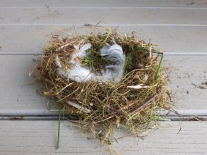 STEM Challenge for Kids: Build a Bird Nest - The Secret Life of ...