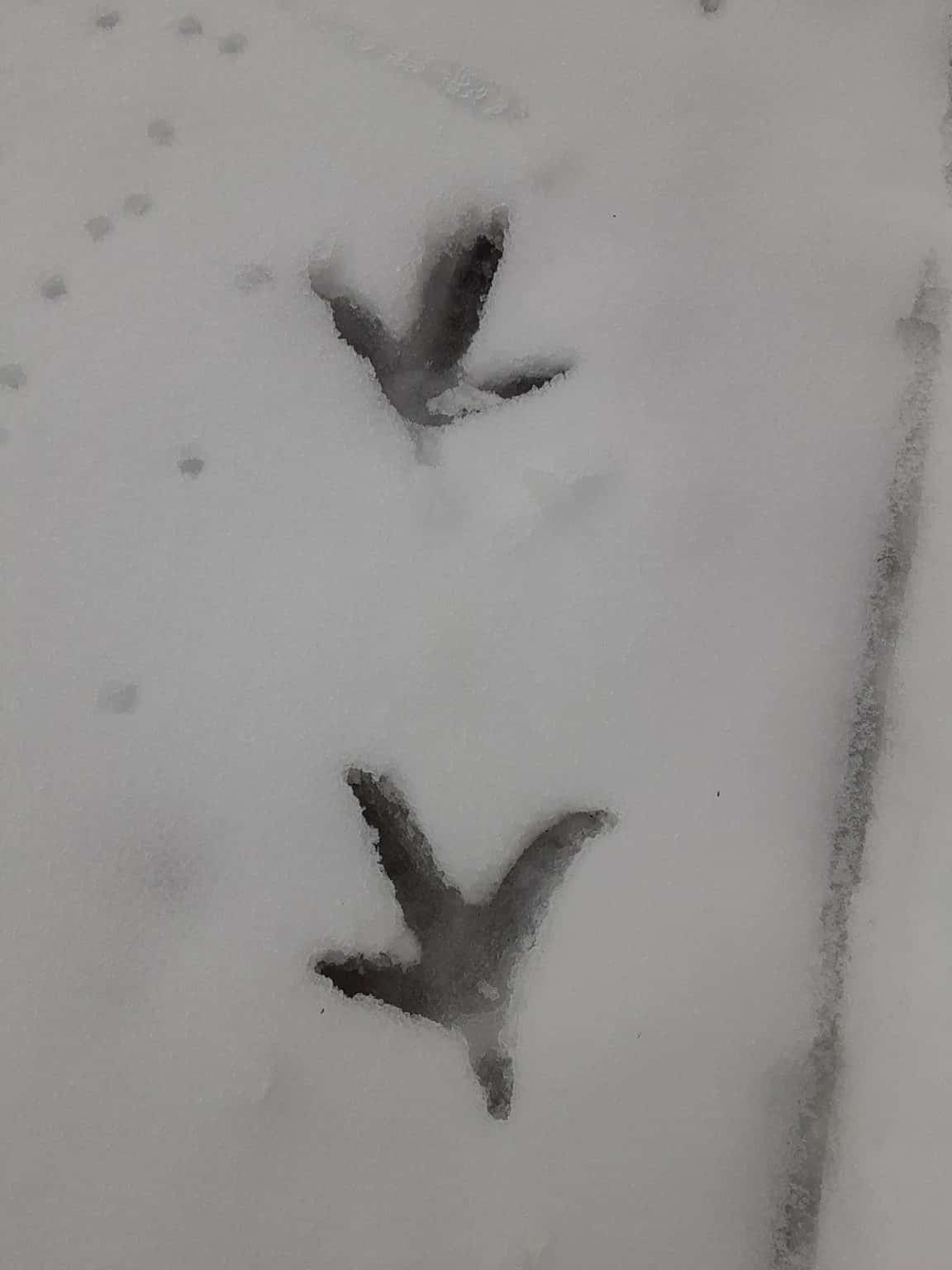 8 Super Snow Activities for Outside and Indoors